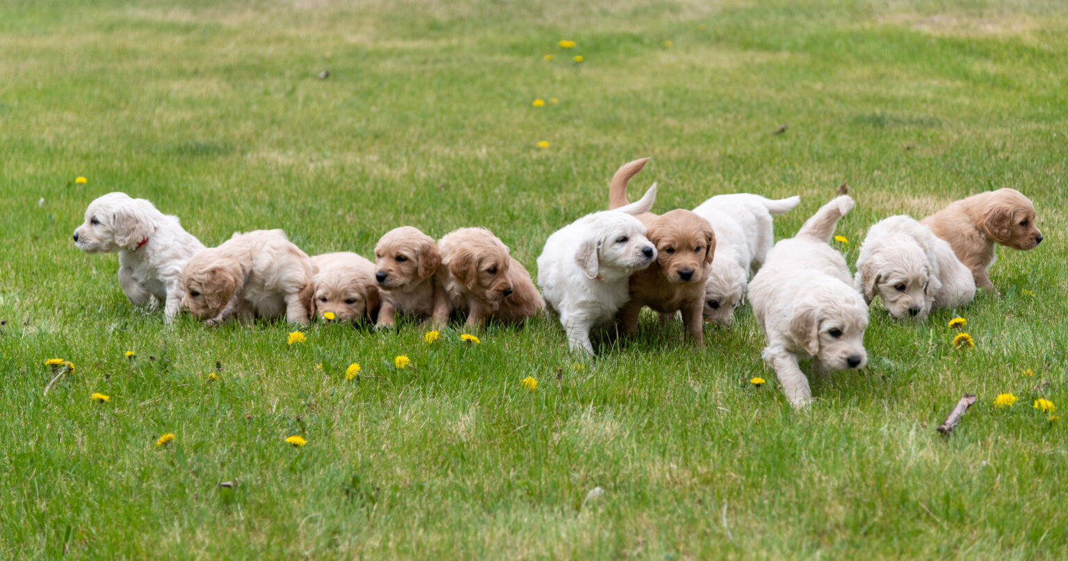 Learning from puppies: Training is for life not just for Christmas ...